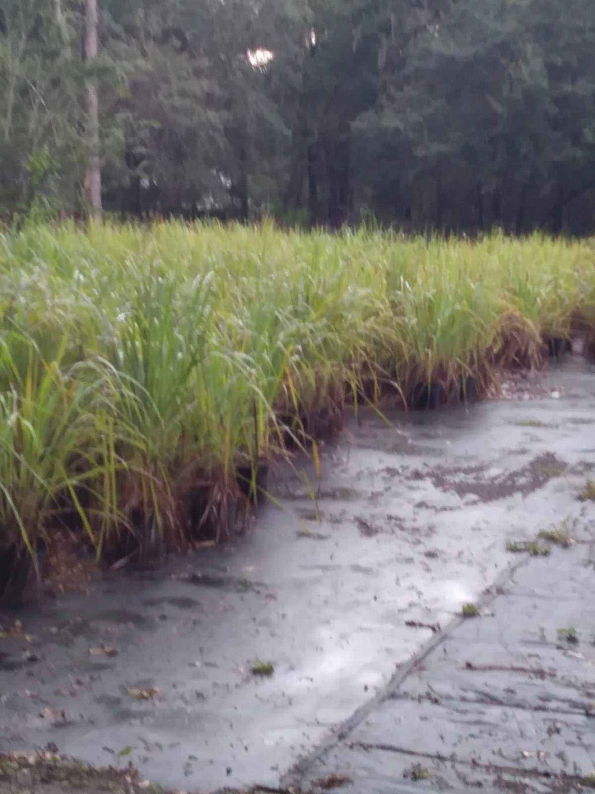 Lemongrass 4 Live Plants Each 8-12" Tall fully rooted