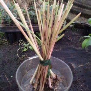 Lemongrass 4 Live Plants Each 8-12" Tall fully rooted