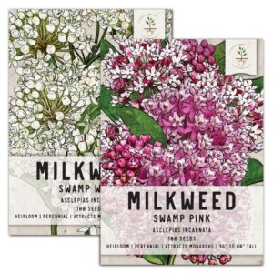 seed needs, swamp milkweed seed packet collection (2 varieties of asclepias for planting and attracting monarch butterflies) heirloom, untreated & open pollinated