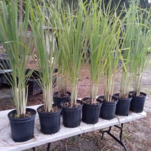 Lemongrass 4 Live Plants Each 8-12" Tall fully rooted