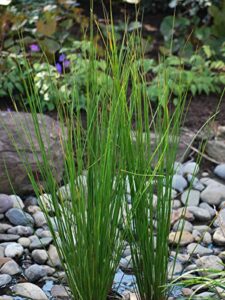 perennial farm marketplace (common soft rush) ornamental grass, 1 quart juncus effusus, rich green foliage