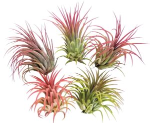 5 large air plants tillandsia ionantha variety - live tropical house plants for home decor, diy terrariums