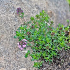 1,000 Creeping Thyme Seeds for Planting - Heirloom Non-GMO Ground Cover Seeds - AKA Breckland Thyme, Mother of Thyme, Wild Thyme, Thymus Serpyllum - Purple Flowers