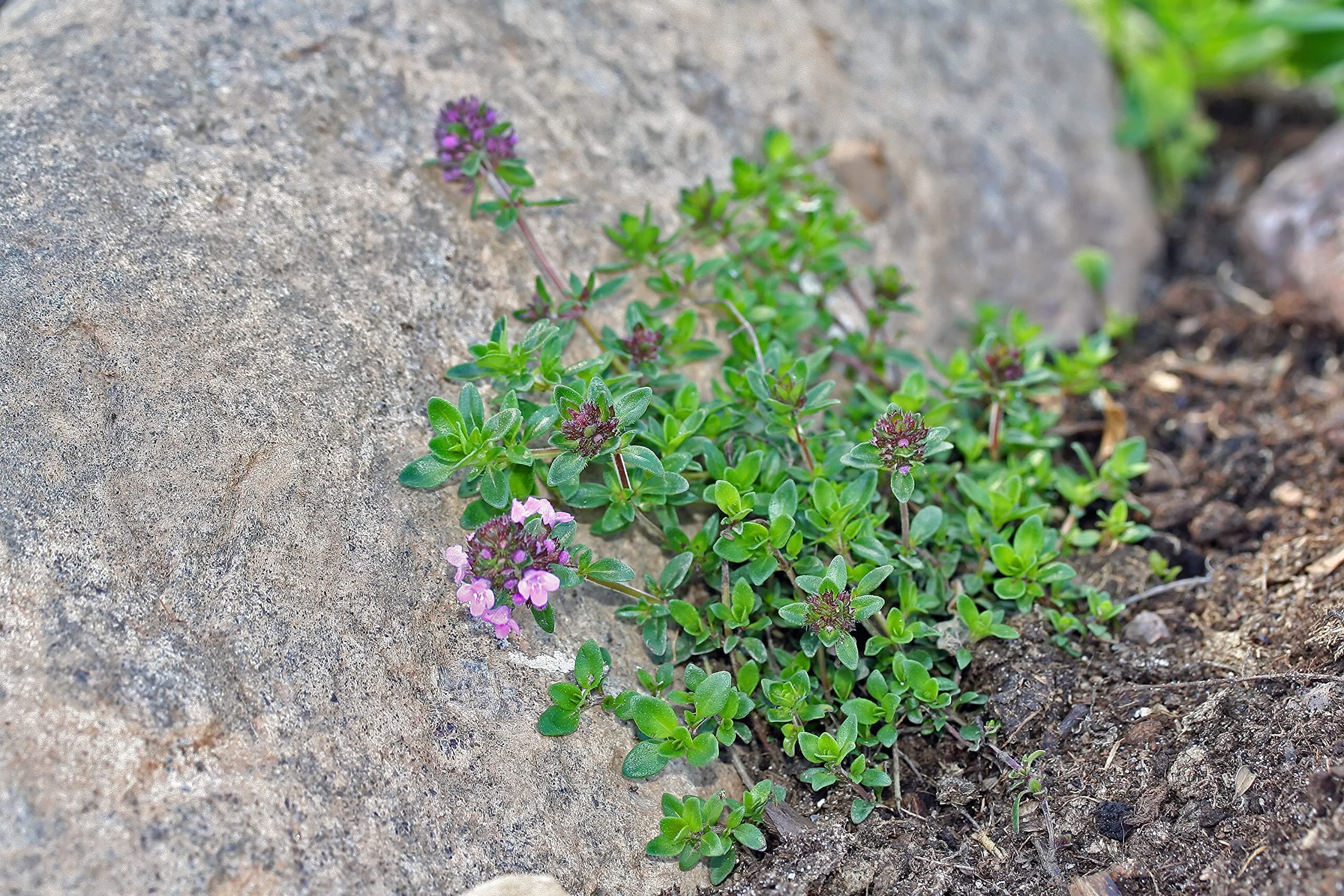 1,000 Creeping Thyme Seeds for Planting - Heirloom Non-GMO Ground Cover Seeds - AKA Breckland Thyme, Mother of Thyme, Wild Thyme, Thymus Serpyllum - Purple Flowers