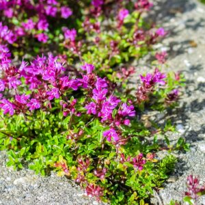 1,000 Creeping Thyme Seeds for Planting - Heirloom Non-GMO Ground Cover Seeds - AKA Breckland Thyme, Mother of Thyme, Wild Thyme, Thymus Serpyllum - Purple Flowers