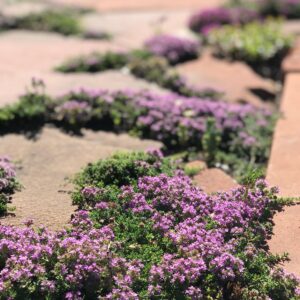 1,000 Creeping Thyme Seeds for Planting - Heirloom Non-GMO Ground Cover Seeds - AKA Breckland Thyme, Mother of Thyme, Wild Thyme, Thymus Serpyllum - Purple Flowers