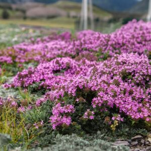 1,000 Creeping Thyme Seeds for Planting - Heirloom Non-GMO Ground Cover Seeds - AKA Breckland Thyme, Mother of Thyme, Wild Thyme, Thymus Serpyllum - Purple Flowers