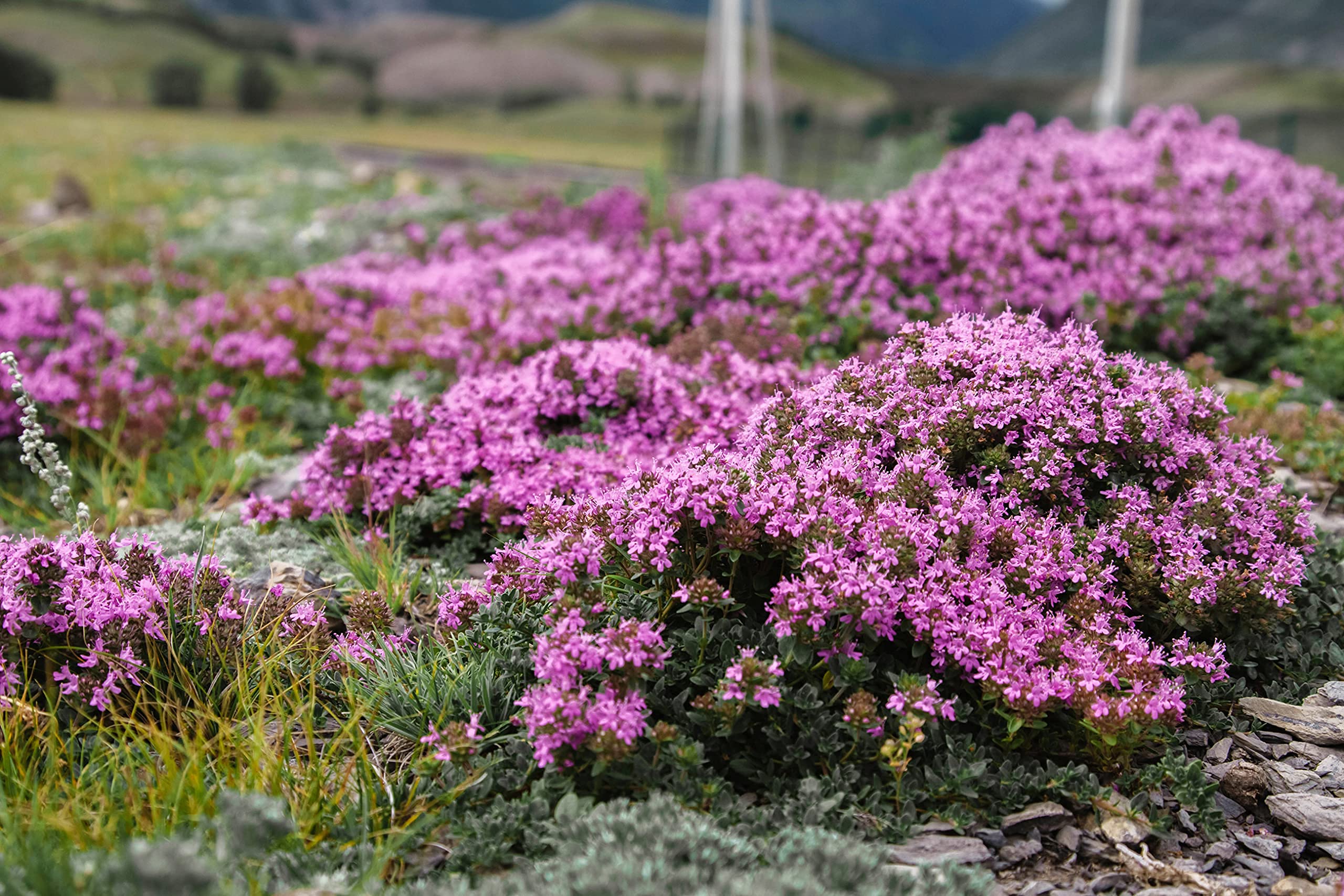 1,000 Creeping Thyme Seeds for Planting - Heirloom Non-GMO Ground Cover Seeds - AKA Breckland Thyme, Mother of Thyme, Wild Thyme, Thymus Serpyllum - Purple Flowers