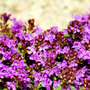 1,000 Creeping Thyme Seeds for Planting - Heirloom Non-GMO Ground Cover Seeds - AKA Breckland Thyme, Mother of Thyme, Wild Thyme, Thymus Serpyllum - Purple Flowers