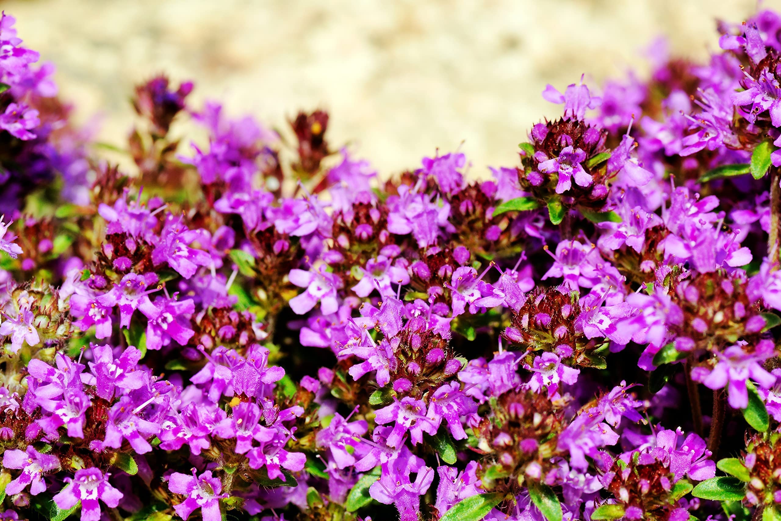 1,000 Creeping Thyme Seeds for Planting - Heirloom Non-GMO Ground Cover Seeds - AKA Breckland Thyme, Mother of Thyme, Wild Thyme, Thymus Serpyllum - Purple Flowers