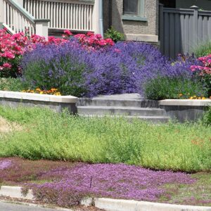 1,000 Creeping Thyme Seeds for Planting - Heirloom Non-GMO Ground Cover Seeds - AKA Breckland Thyme, Mother of Thyme, Wild Thyme, Thymus Serpyllum - Purple Flowers