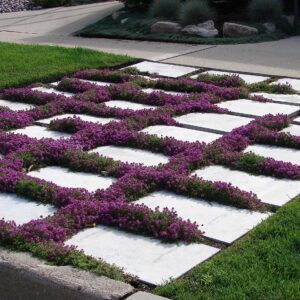 1,000 Creeping Thyme Seeds for Planting - Heirloom Non-GMO Ground Cover Seeds - AKA Breckland Thyme, Mother of Thyme, Wild Thyme, Thymus Serpyllum - Purple Flowers