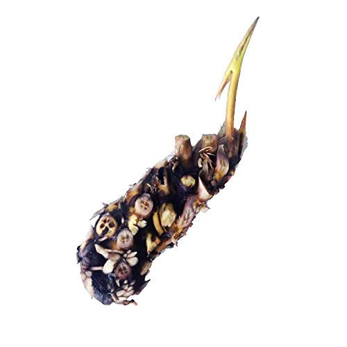 Live Water Lilies Rhizomes (Tubers) | Pre-Grown Hardy Lilies in White, Red, Yellow, Pink (Red)