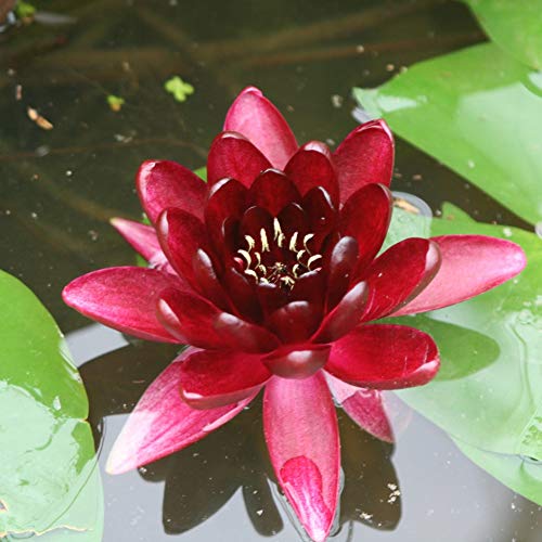 Live Water Lilies Rhizomes (Tubers) | Pre-Grown Hardy Lilies in White, Red, Yellow, Pink (Red)