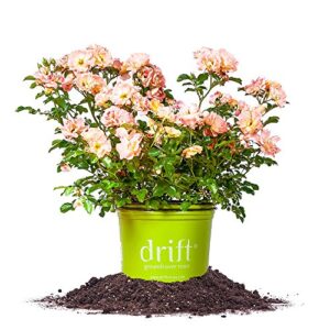 peach drift® rose - size: 1 gallon, live plant, includes special blend plant food & planting guide