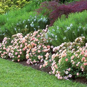 Peach Drift® Rose - Size: 1 Gallon, Live Plant, Includes Special Blend Plant Food & Planting Guide