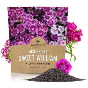 sweet william seeds – mixed colors – extra large packet – over 30,000 open pollinated non-gmo flower seeds – dianthus barbatus