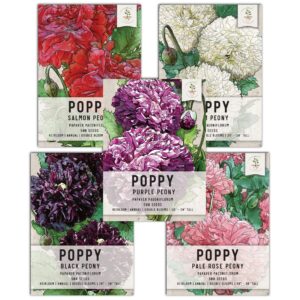 seed needs, peony poppy seed packet collection (5 individual varieties of poppy seeds for planting) 2,500 seeds collectively including pale rose, salmon, cream, black and purple