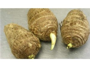 3 live colocasia esculenta elephant ear taro gabi kalo eddo bulbs #tsmn