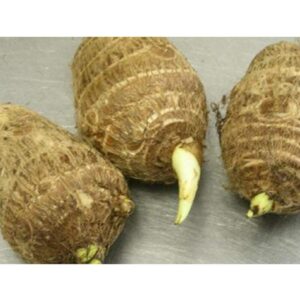 3 Live Colocasia Esculenta Elephant Ear Taro Gabi Kalo Eddo Bulbs #TSMN