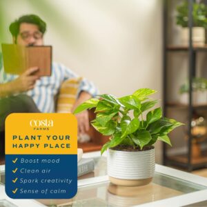 Costa Farms Golden Pothos Live Plant, Easy Care Indoor House Plant in Modern Decor Planter Pot, Potting Soil, Natural Air Purifier Houseplant, Housewarming Gift, Home Decor, Room Decor, 10-Inches Tall