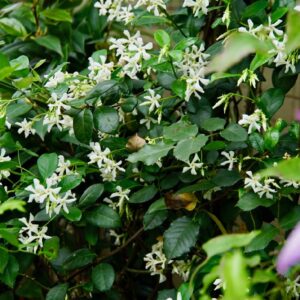 50pcs/Bag Climbing Jasmine Flower Seeds Fragrant Plant Four Seasons Evergreen Silver Jasmine Garden Balcony Climbing Flower