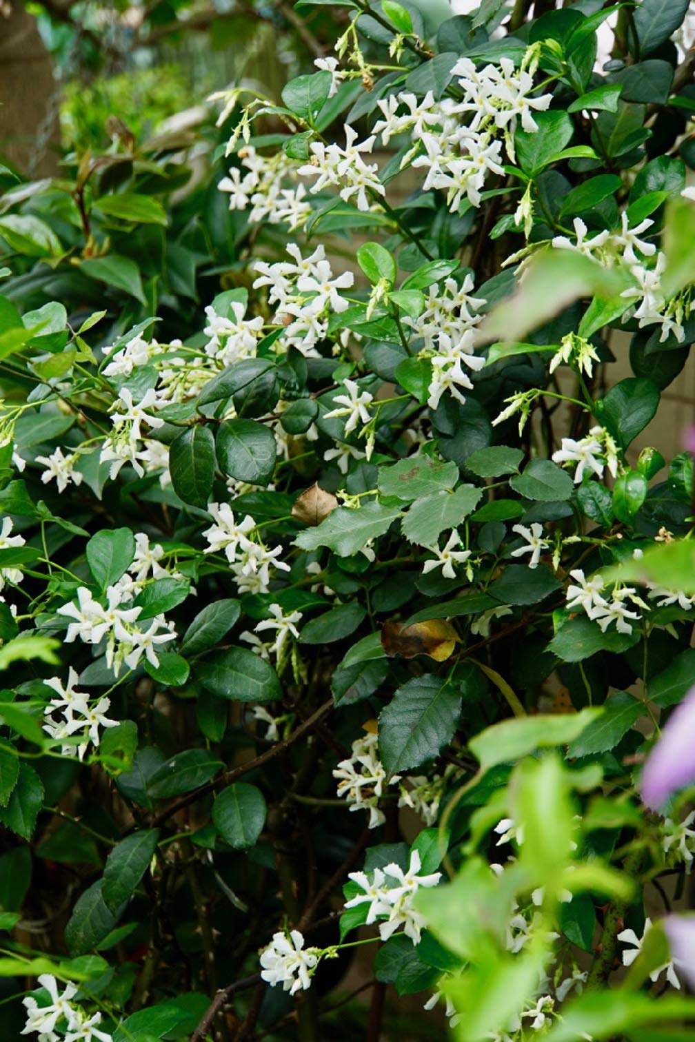 50pcs/Bag Climbing Jasmine Flower Seeds Fragrant Plant Four Seasons Evergreen Silver Jasmine Garden Balcony Climbing Flower