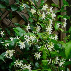 50pcs/Bag Climbing Jasmine Flower Seeds Fragrant Plant Four Seasons Evergreen Silver Jasmine Garden Balcony Climbing Flower