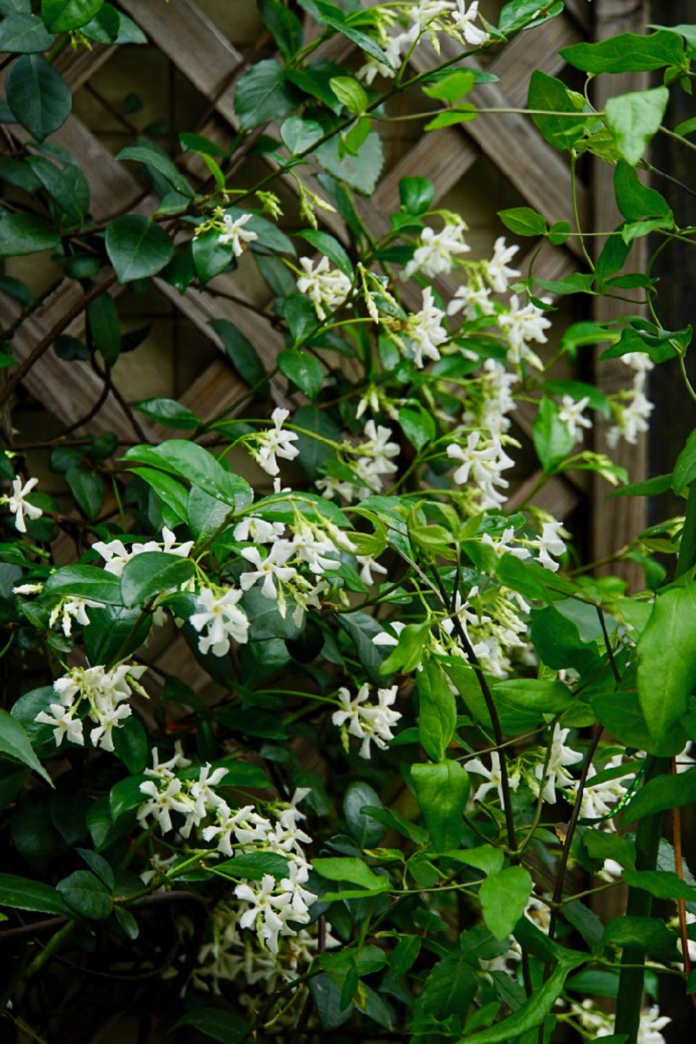 50pcs/Bag Climbing Jasmine Flower Seeds Fragrant Plant Four Seasons Evergreen Silver Jasmine Garden Balcony Climbing Flower