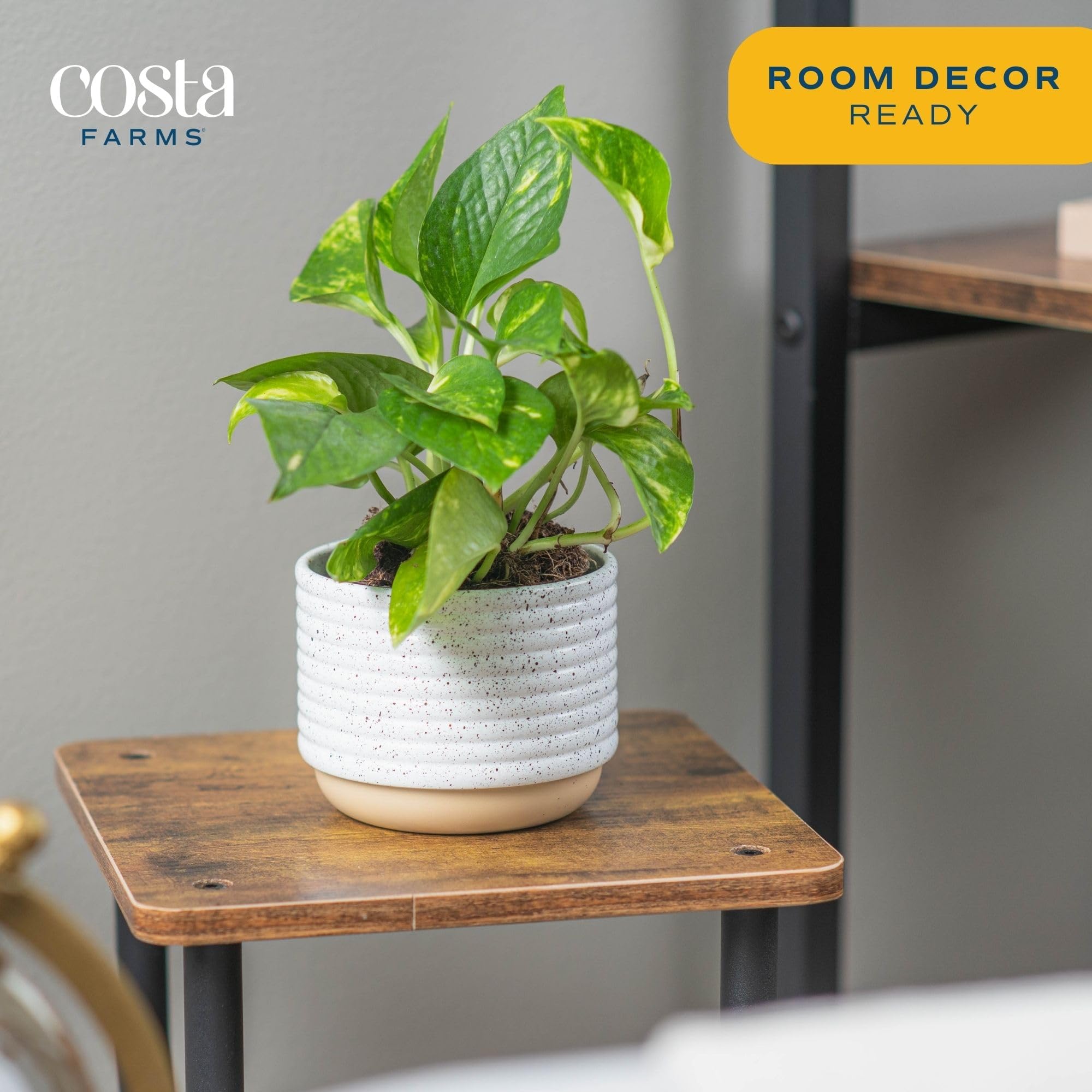 Costa Farms Golden Pothos Live Plant, Easy Care Indoor House Plant in Modern Decor Planter Pot, Potting Soil, Natural Air Purifier Houseplant, Housewarming Gift, Home Decor, Room Decor, 10-Inches Tall