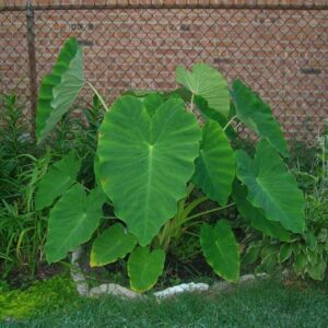 3 Live Colocasia Esculenta Elephant Ear Taro Gabi Kalo Eddo Bulbs #TSMN