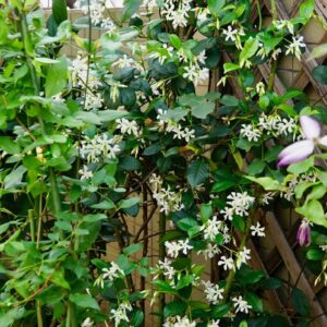 50pcs/Bag Climbing Jasmine Flower Seeds Fragrant Plant Four Seasons Evergreen Silver Jasmine Garden Balcony Climbing Flower