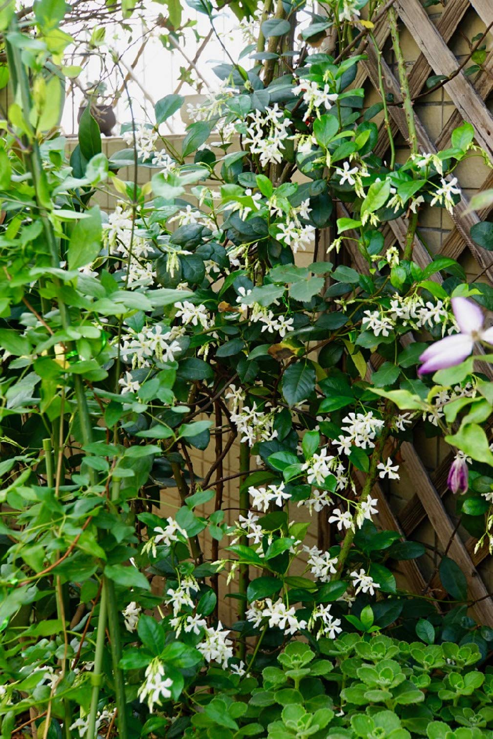 50pcs/Bag Climbing Jasmine Flower Seeds Fragrant Plant Four Seasons Evergreen Silver Jasmine Garden Balcony Climbing Flower