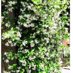 50pcs/Bag Climbing Jasmine Flower Seeds Fragrant Plant Four Seasons Evergreen Silver Jasmine Garden Balcony Climbing Flower