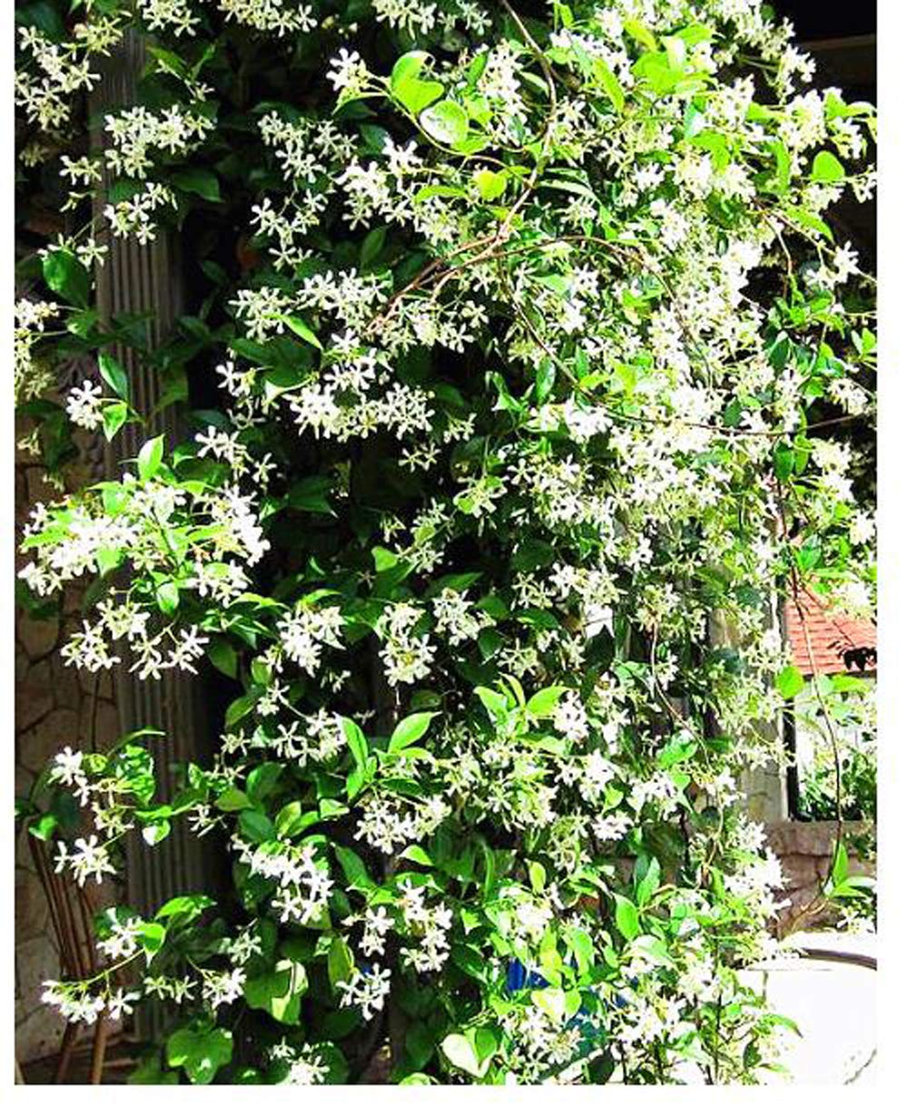 50pcs/Bag Climbing Jasmine Flower Seeds Fragrant Plant Four Seasons Evergreen Silver Jasmine Garden Balcony Climbing Flower