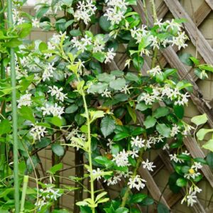 50pcs/Bag Climbing Jasmine Flower Seeds Fragrant Plant Four Seasons Evergreen Silver Jasmine Garden Balcony Climbing Flower