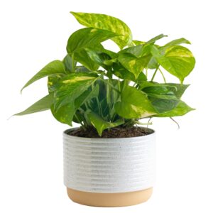 costa farms golden pothos live plant, easy care indoor house plant in modern decor planter pot, potting soil, natural air purifier houseplant, housewarming gift, home decor, room decor, 10-inches tall