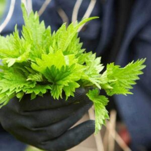 Gaea's Blessing Seeds - Stinging Nettle Seeds - Non-GMO Seeds with Easy to Follow Instructions - Open-Pollinated Heirloom 95% Germination