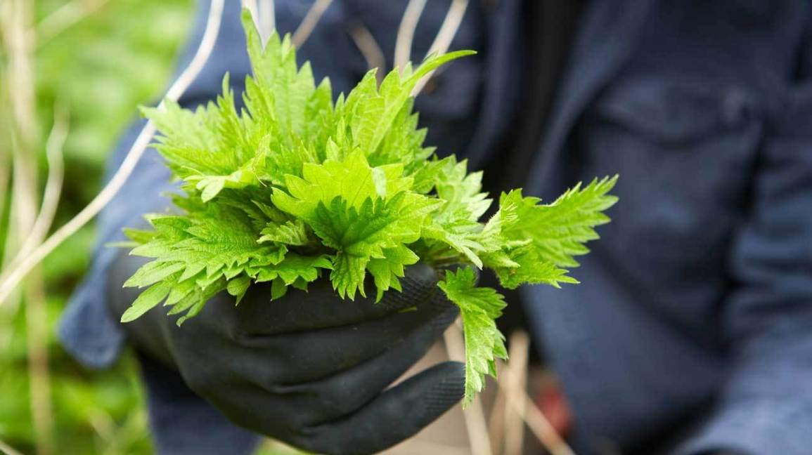 Gaea's Blessing Seeds - Stinging Nettle Seeds - Non-GMO Seeds with Easy to Follow Instructions - Open-Pollinated Heirloom 95% Germination