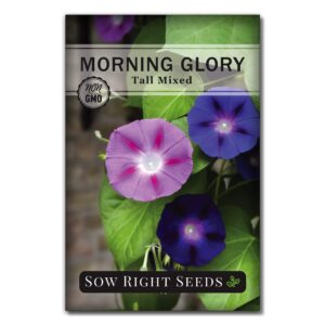 sow right seeds - tall mixed morning glory seeds for planting - non-gmo heirloom packet with instructions to grow - perennial vining variety with multi color blooms - beautiful trailing decor (1)