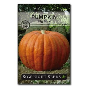 sow right seeds - big max pumpkin seeds for planting - non-gmo heirloom packet with instructions to plant a home vegetable garden - decorative autumn variety for carving - giant fast growing (1)