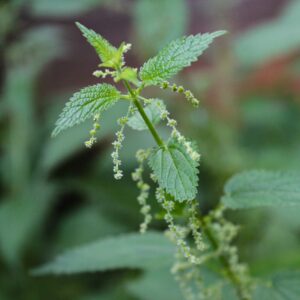 Gaea's Blessing Seeds - Stinging Nettle Seeds - Non-GMO Seeds with Easy to Follow Instructions - Open-Pollinated Heirloom 95% Germination