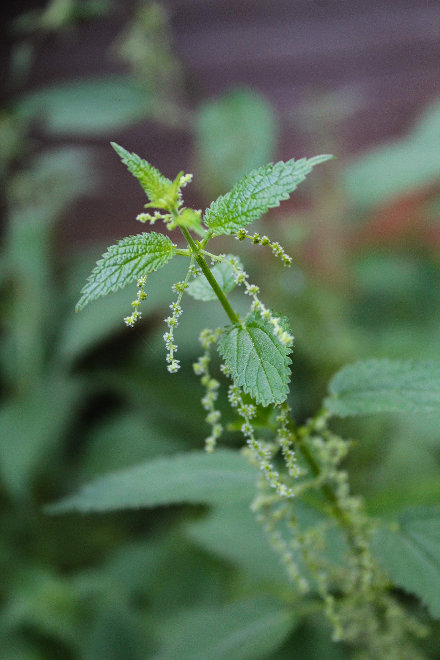 Gaea's Blessing Seeds - Stinging Nettle Seeds - Non-GMO Seeds with Easy to Follow Instructions - Open-Pollinated Heirloom 95% Germination