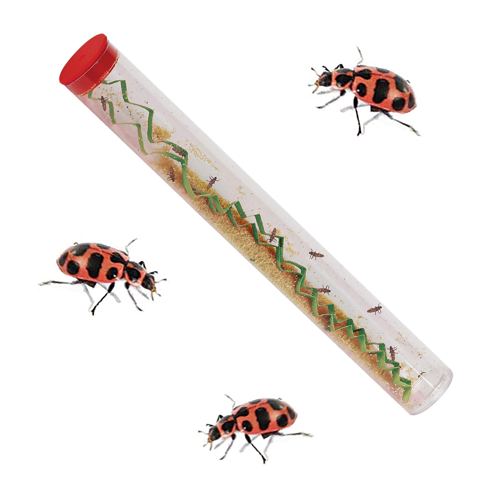 Insect Lore Tube of Ladybug Larvae | 10-15 Live Pink Spotted Ladybug Larvae | Grown in USA | Habitat Refill