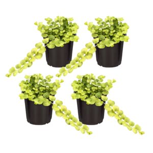 live lysimachia plant - creeping jenny (4 plants per pack) - healthy trailing plant - beautiful spring accent - 6" tall by 4" wide in 1 pint pot