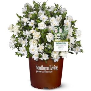 southern living jublilation gardenia, 2 gal, fragrant white flowers