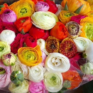 Mixed Peony Ranunculus -12 Largest Size Corms Bulbs