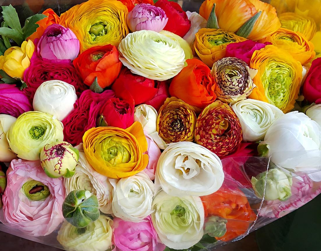 Mixed Peony Ranunculus -12 Largest Size Corms Bulbs