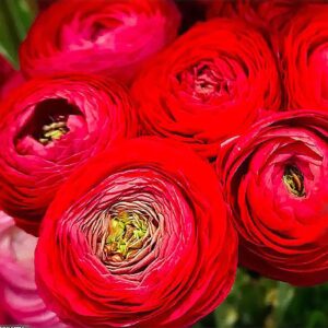 Mixed Peony Ranunculus -12 Largest Size Corms Bulbs