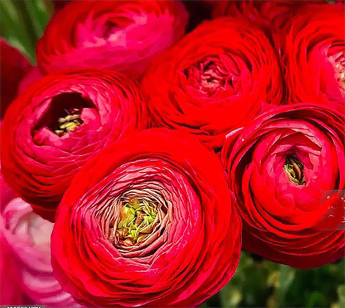 Mixed Peony Ranunculus -12 Largest Size Corms Bulbs